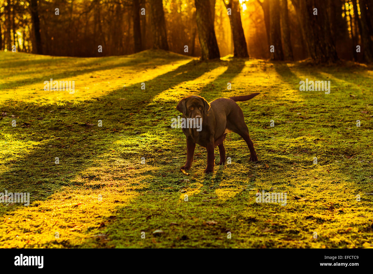 A purebred Labrador chocolate outdoors in golden light Stock Photo - Alamy
