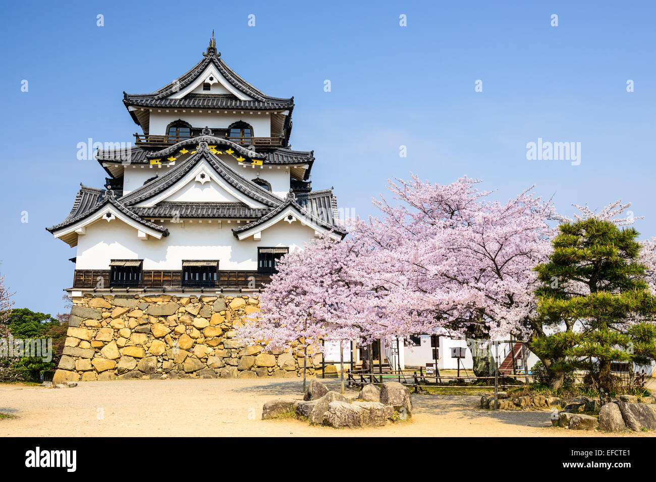 Hikone, Japan at Hikone Casle in the spring season Stock Photo - Alamy