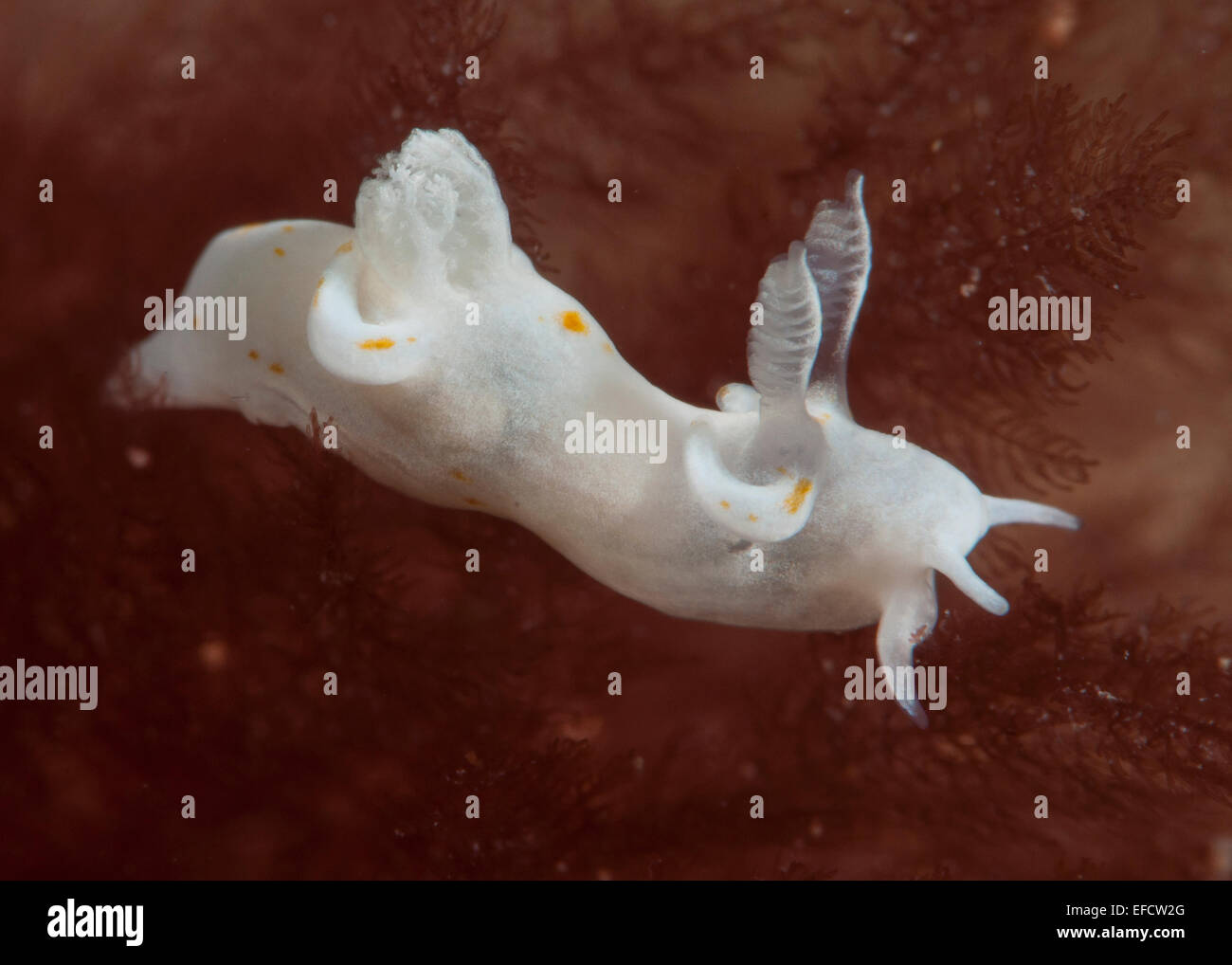 Trapania aureopunctata hi-res stock photography and images - Alamy