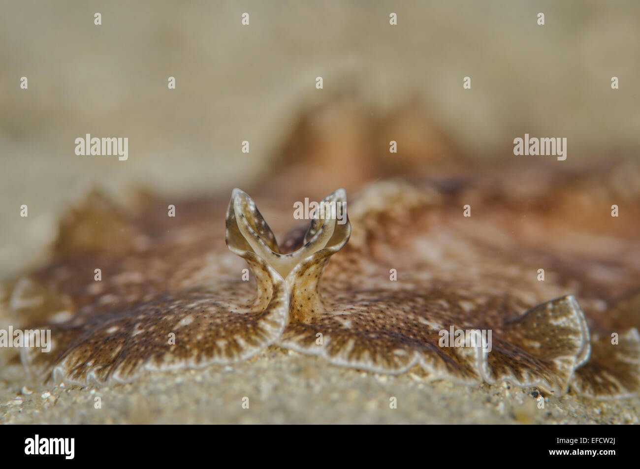 Australian worm hi-res stock photography and images - Alamy
