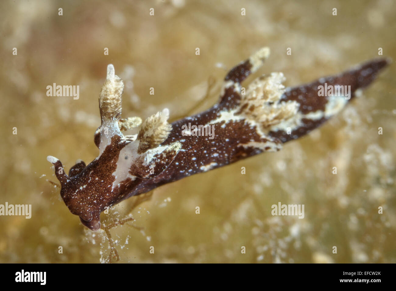 Trapania brunnea hi-res stock photography and images - Alamy