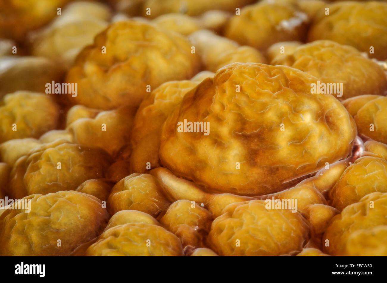 Sea slug australia hi-res stock photography and images - Alamy