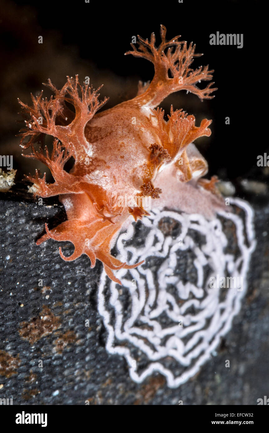 Sea slug australia hi-res stock photography and images - Alamy