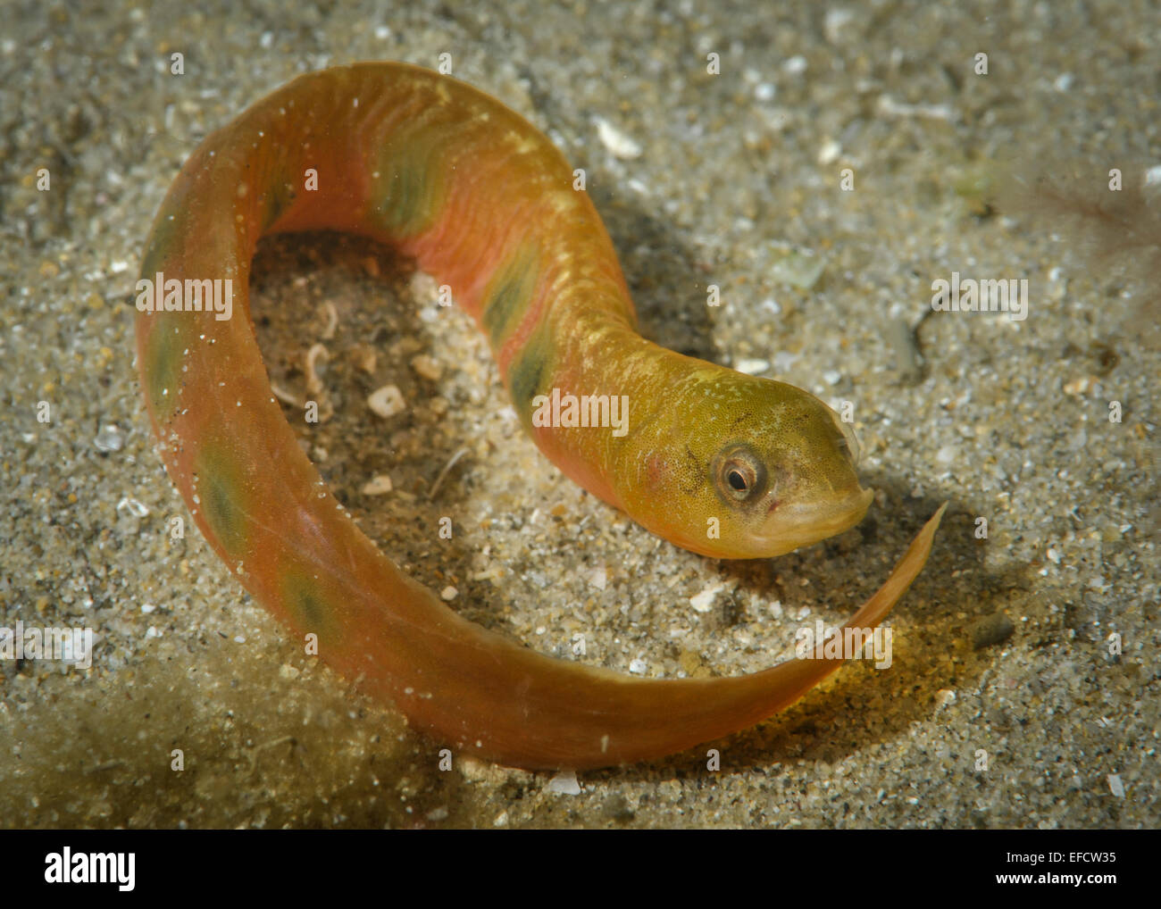 Australian eel hi-res stock photography and images - Alamy