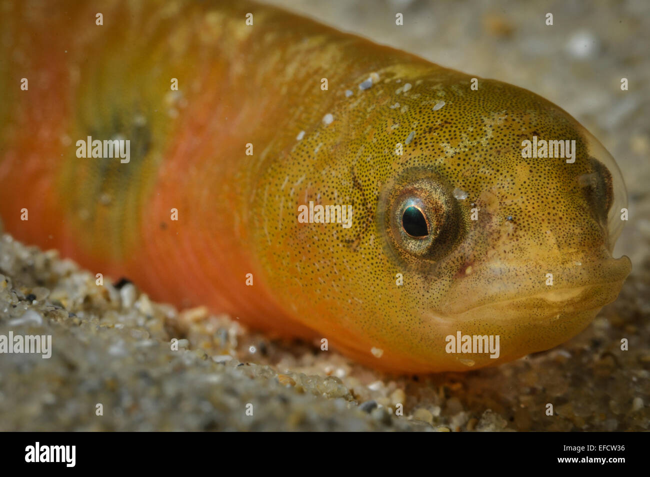 Australian eel hi-res stock photography and images - Alamy