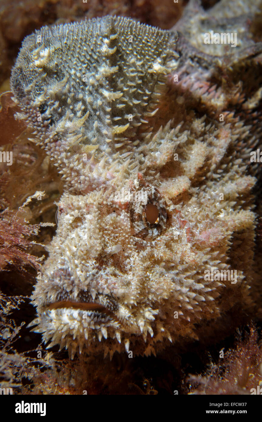 Velvetfish hi-res stock photography and images - Alamy