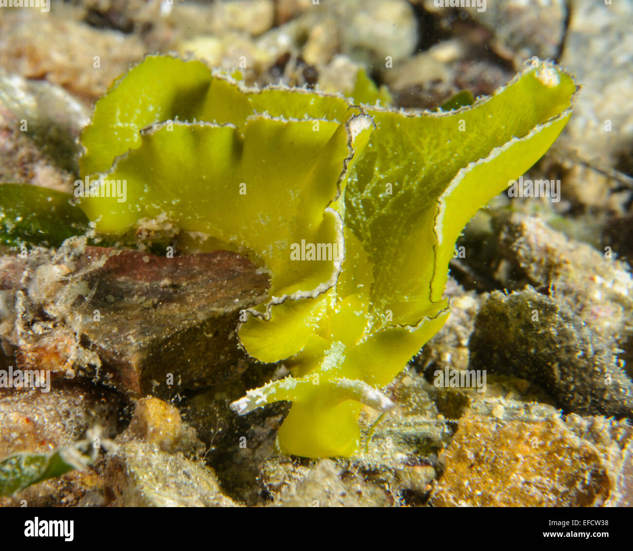 Elysia hi-res stock photography and images - Alamy