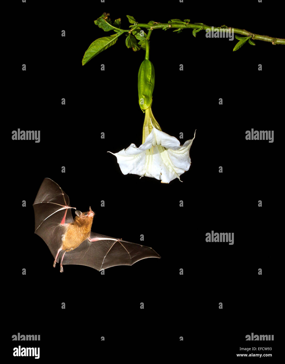 Bat mammal eating flower hi-res stock photography and images - Alamy