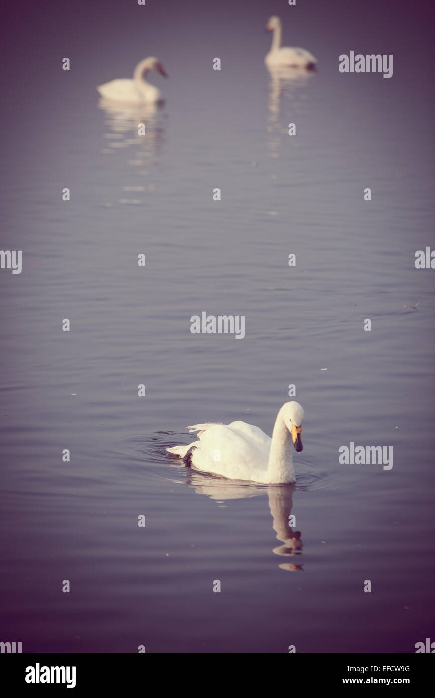 Wildlife bird watching at Martin Mere Stock Photo - Alamy