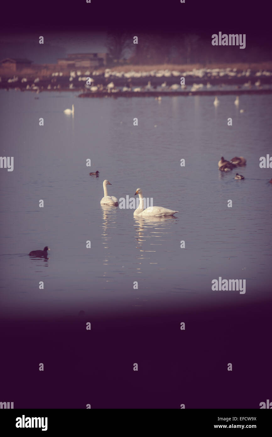 Wildlife bird watching at Martin Mere Stock Photo - Alamy