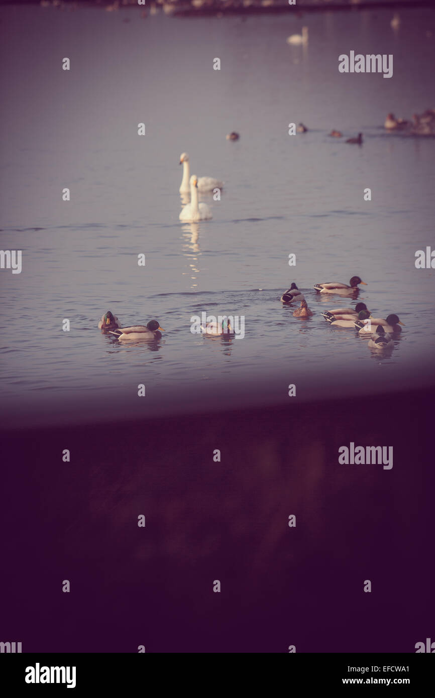 Wildlife bird watching at Martin Mere Stock Photo - Alamy