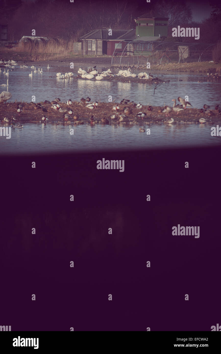Wildlife bird watching at Martin Mere Stock Photo - Alamy