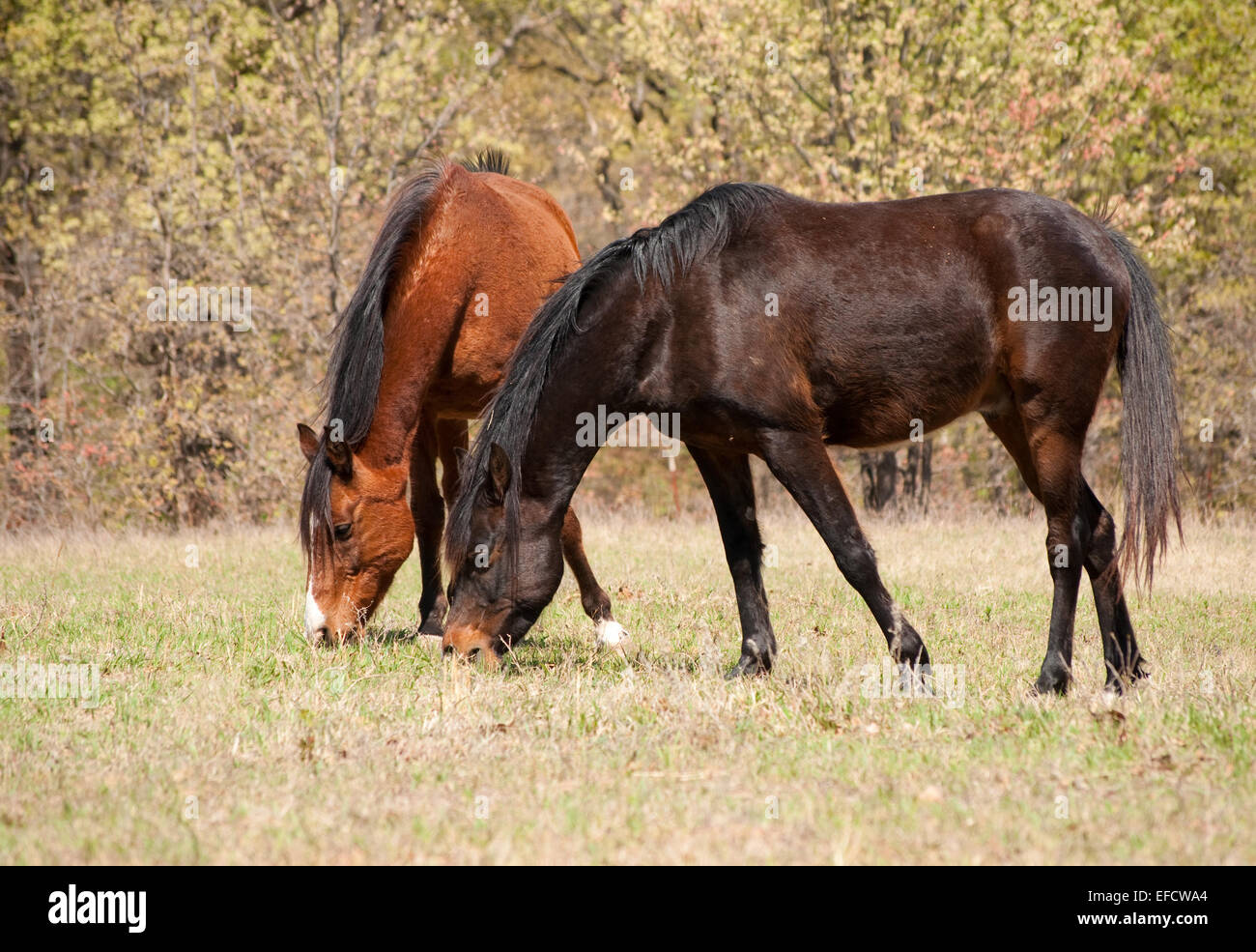 Couple horses in spring hi-res stock photography and images - Alamy