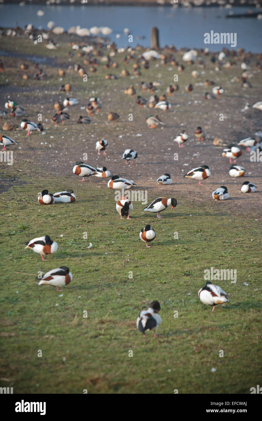 Wildlife bird watching at Martin Mere Stock Photo - Alamy