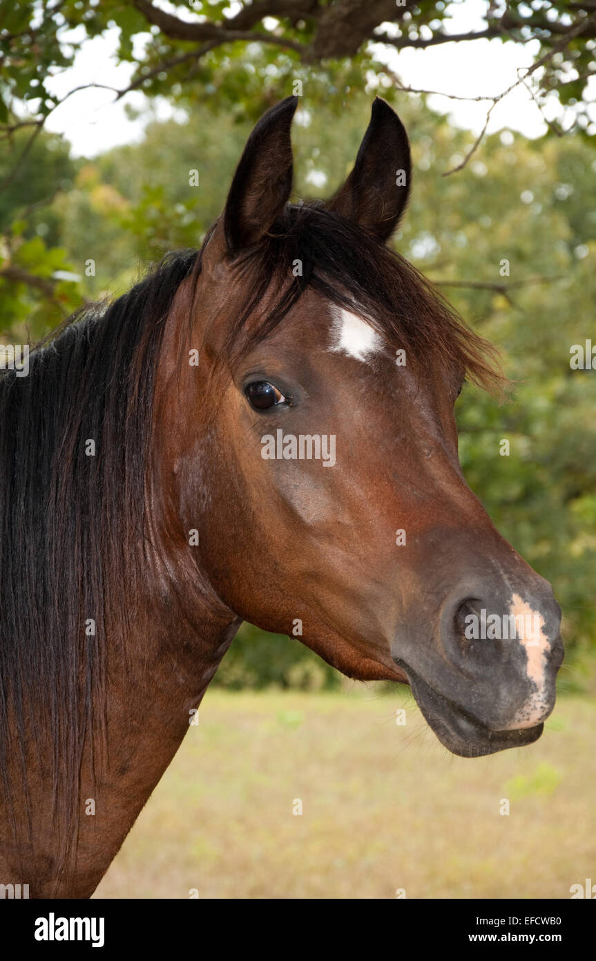 Beautiful dark bay Arabian horse with a star and a snip with a curious ...