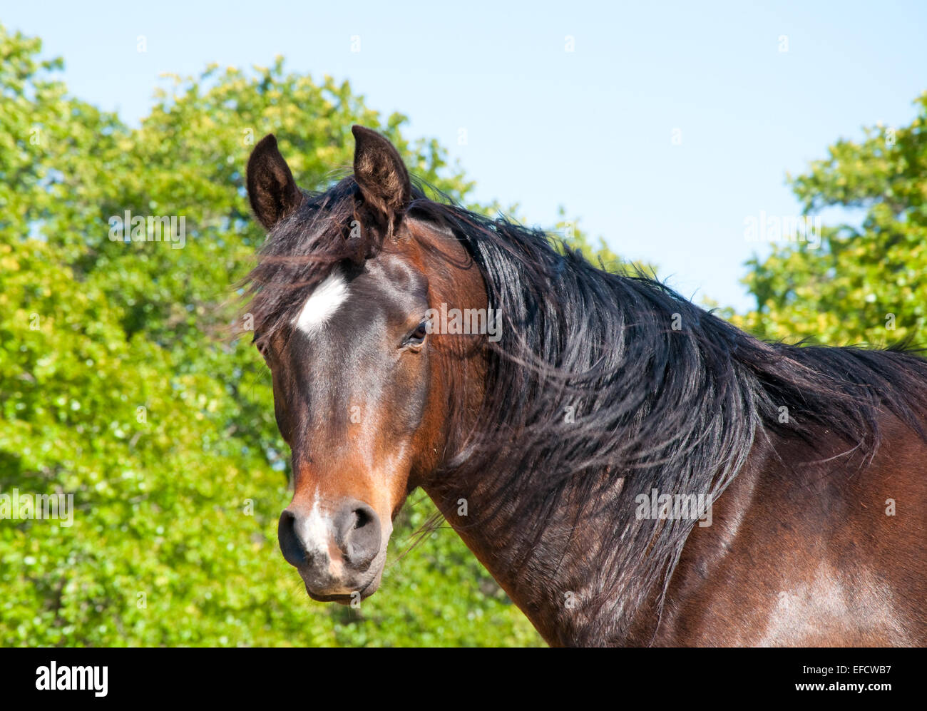 Bay horse with white star hi-res stock photography and images - Alamy