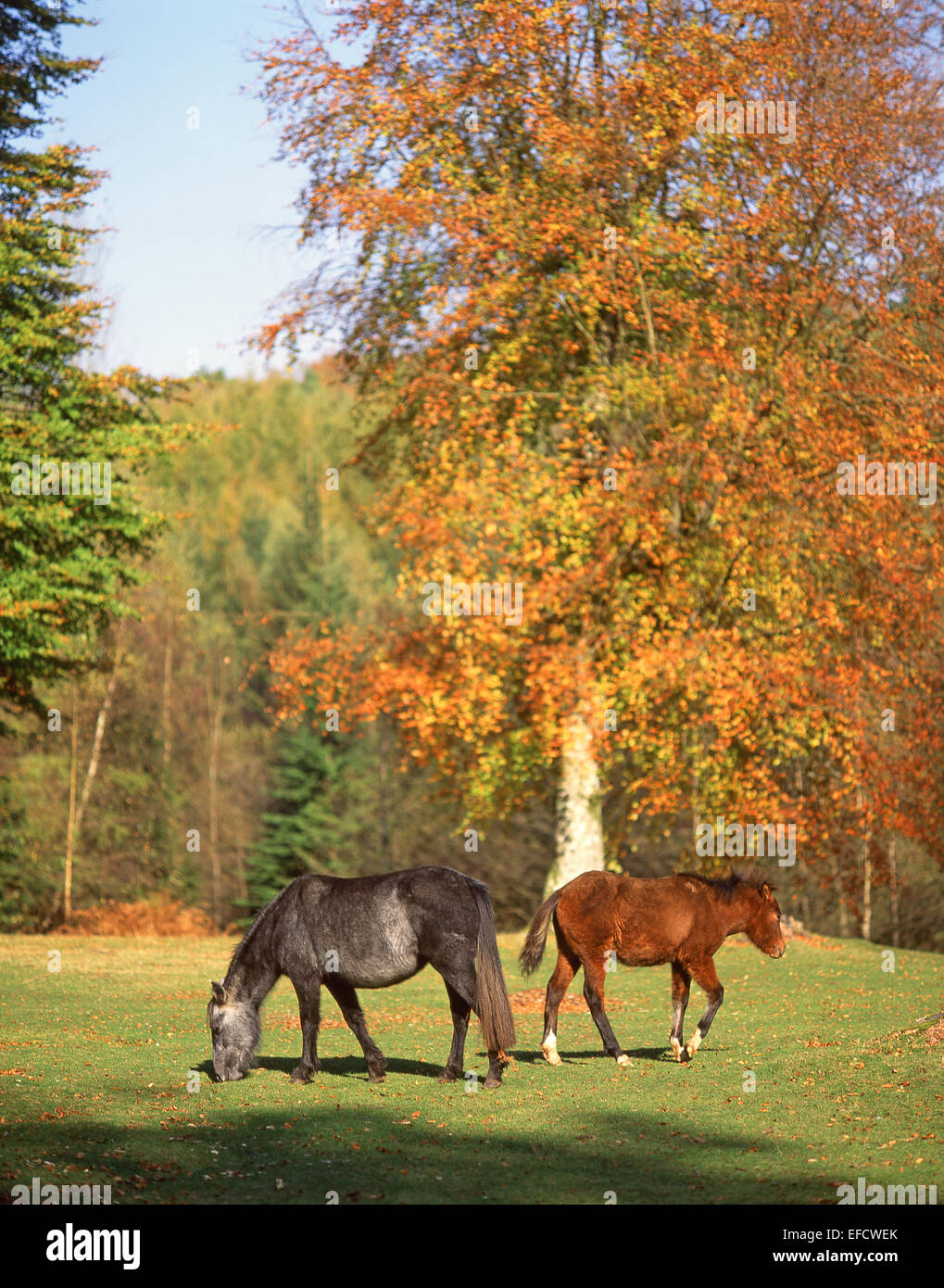 Ponies in field in autumn, , Lyndhurst, New Forest, Hampshire, England ...