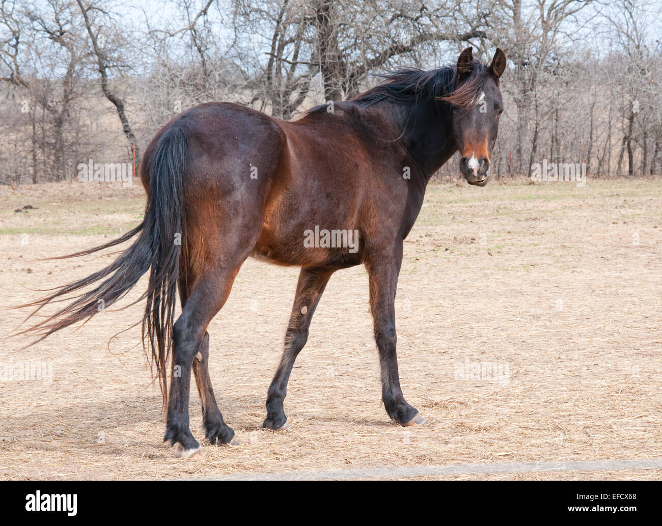 Horse with long winter coat looking at the viewer in a dry winter ...