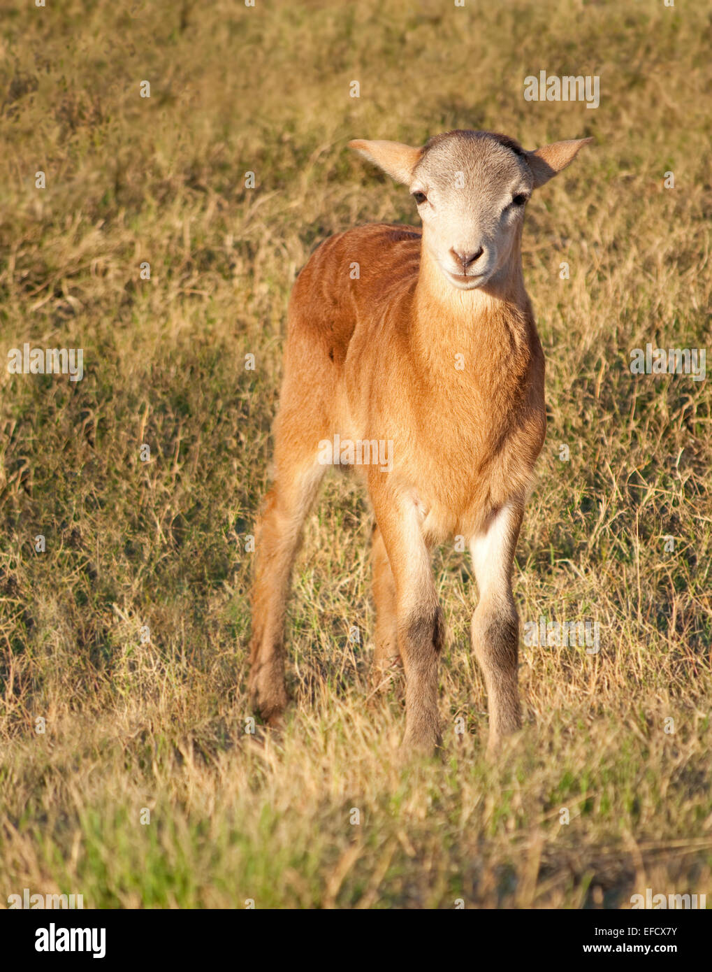 Beautiful little lamb in fall pasture Stock Photo - Alamy