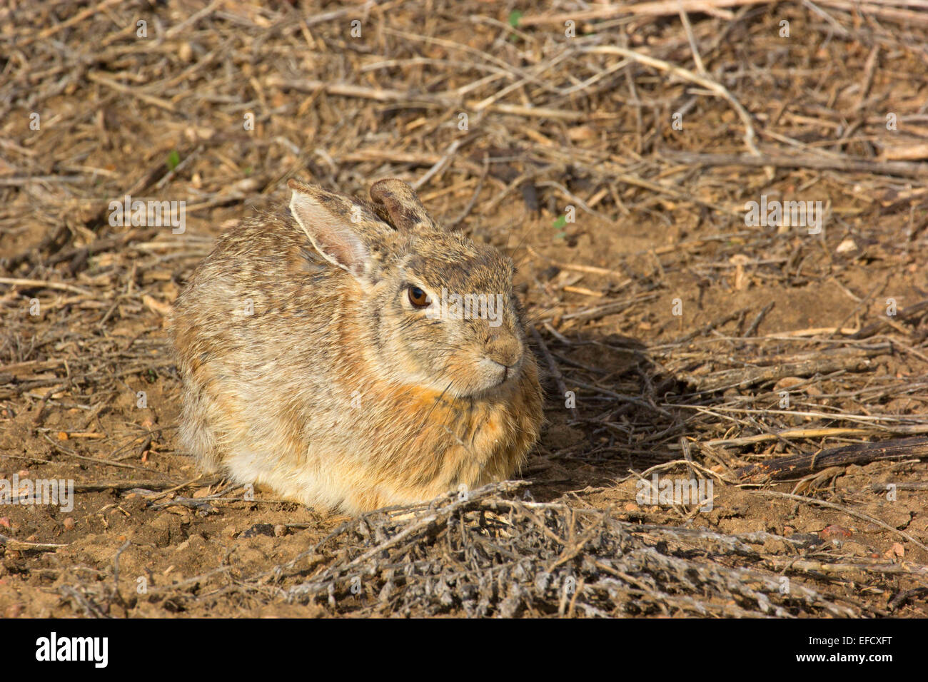 Mountain cottontail rabbit hi-res stock photography and images - Alamy