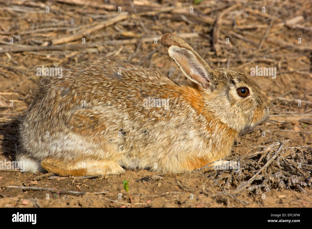 Mountain cottontail rabbit hi-res stock photography and images - Alamy