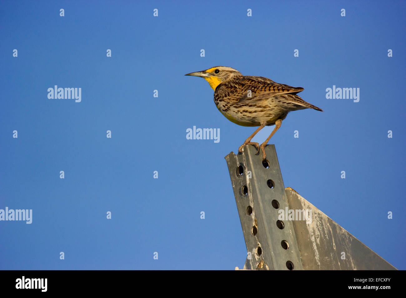 Western Meadowlark (Sturnella neglecta), Rocky Mountain Arsenal ...