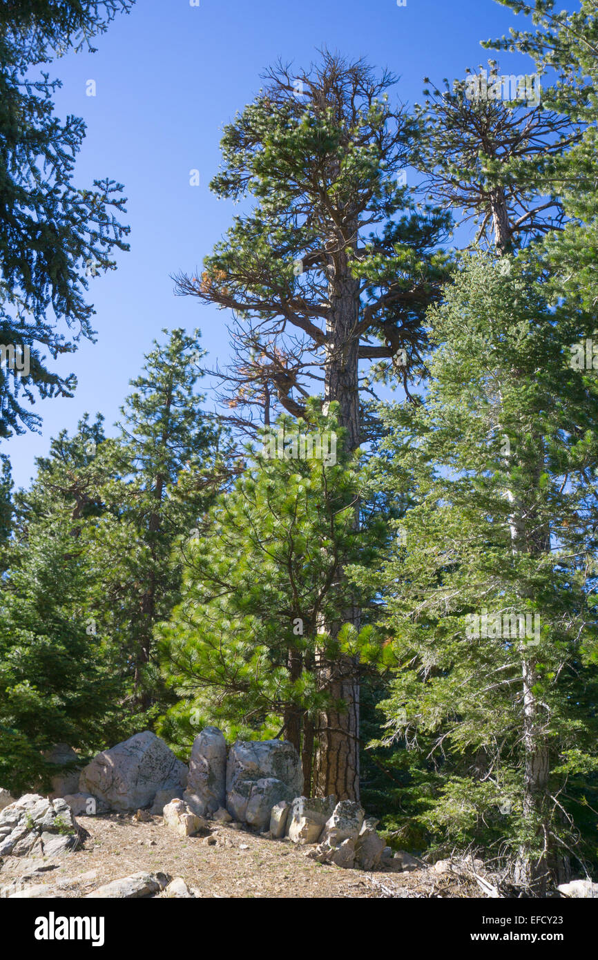 Forest of pine trees standing tall in San Gabriel mountains Stock Photo ...