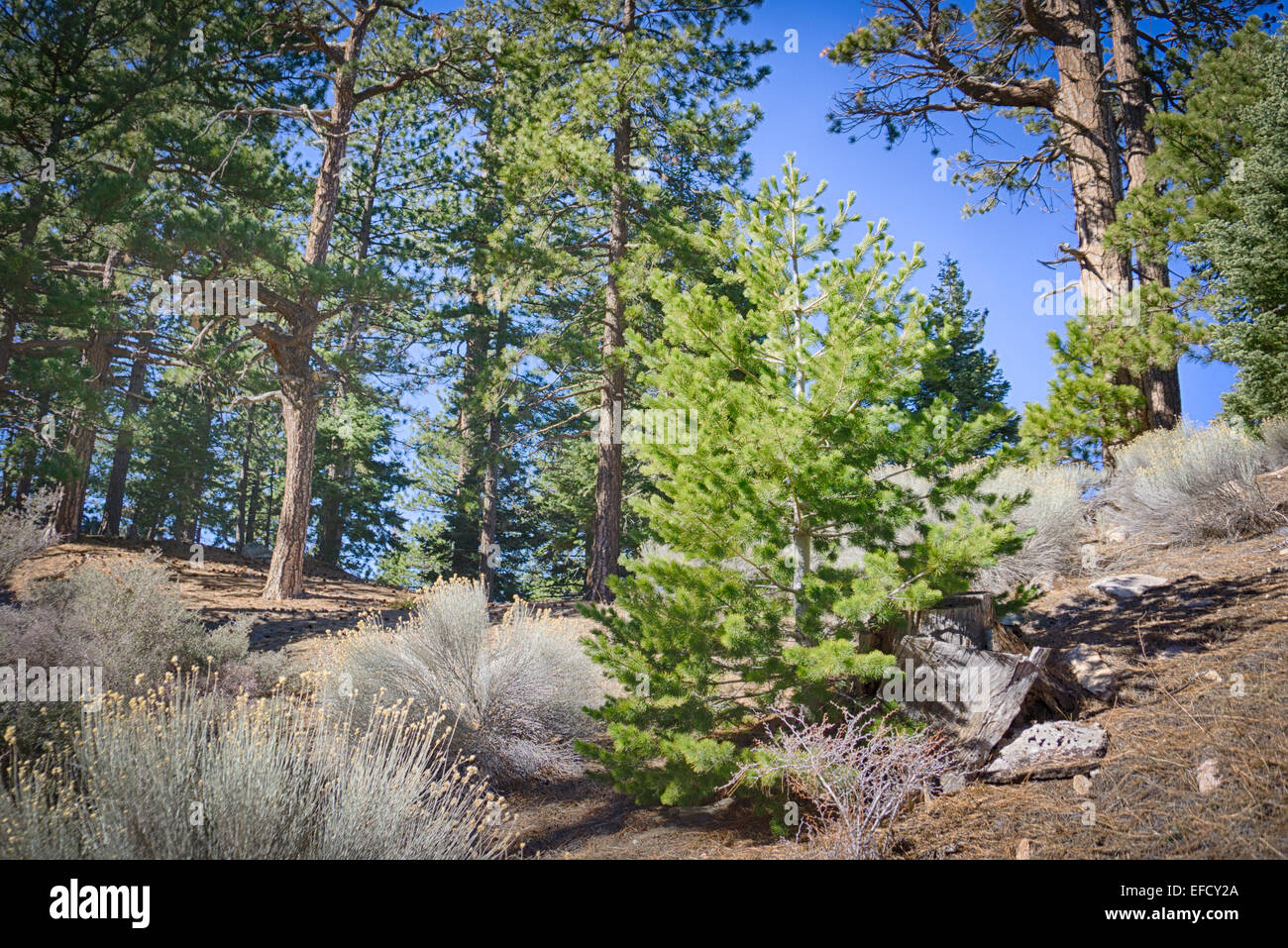Young short pine tree growing on a southern hillside in the mountains ...