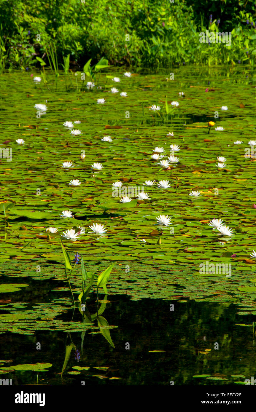 Water lilies on Upper Bolton Lake, Middle Bolton Lake State Boat Launch ...