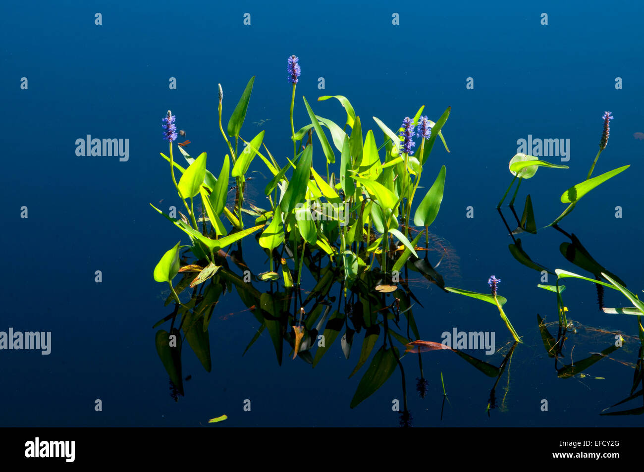 Arrowheads on Upper Bolton Lake, Middle Bolton Lake State Boat Launch ...