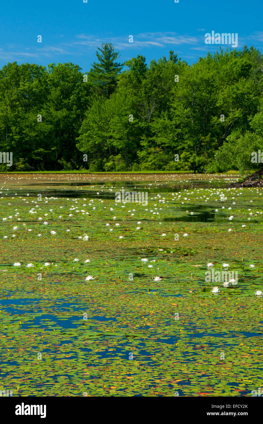 Bolton Notch Pond, Bolton Notch State Park, Connecticut Stock Photo - Alamy