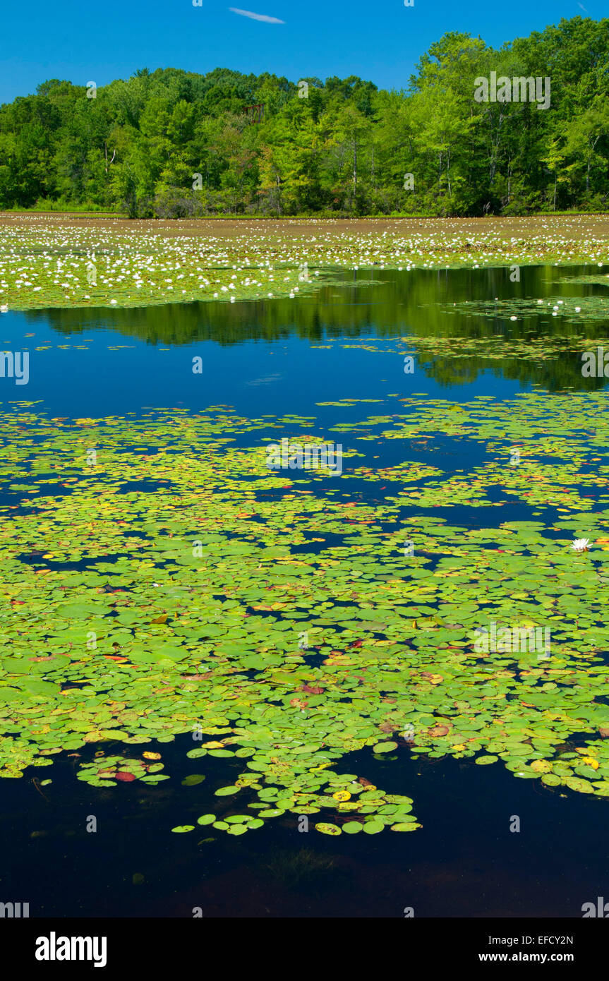 Bolton Notch Pond, Bolton Notch State Park, Connecticut Stock Photo - Alamy