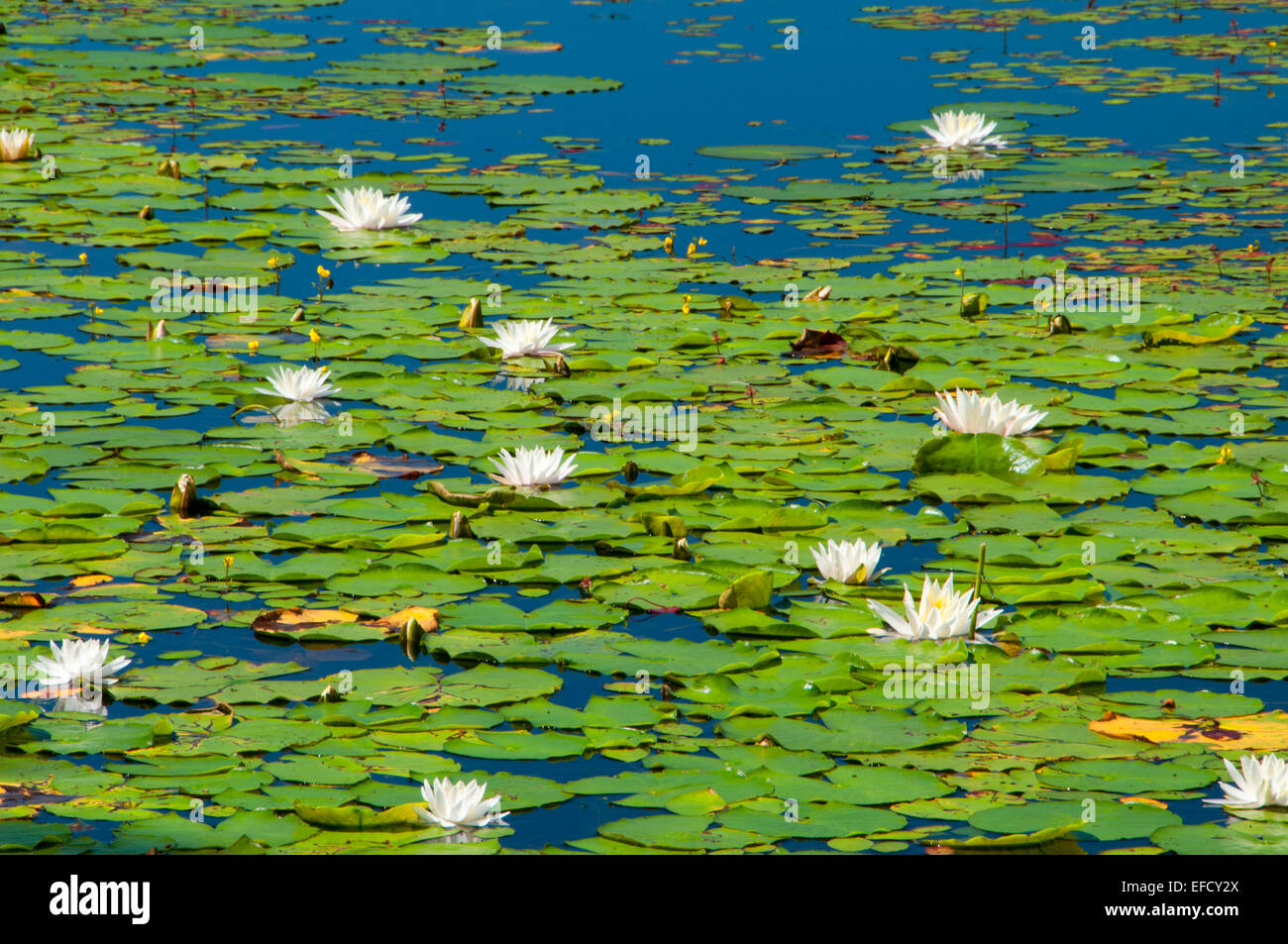 Water lilies on Bolton Notch Pond, Bolton Notch State Park, Connecticut ...