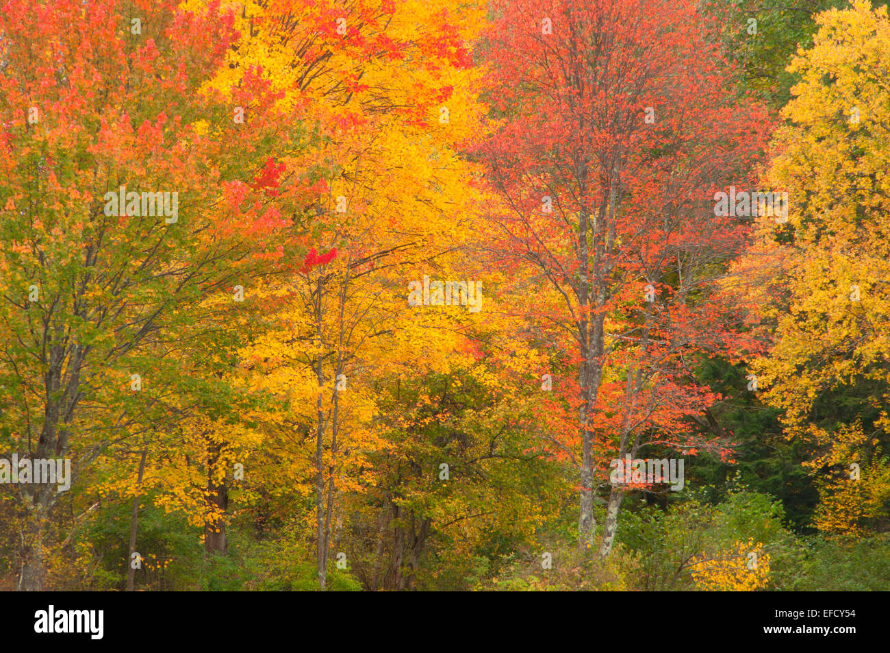 Autumn forest, Valley Falls Park, Vernon, Connecticut Stock Photo - Alamy