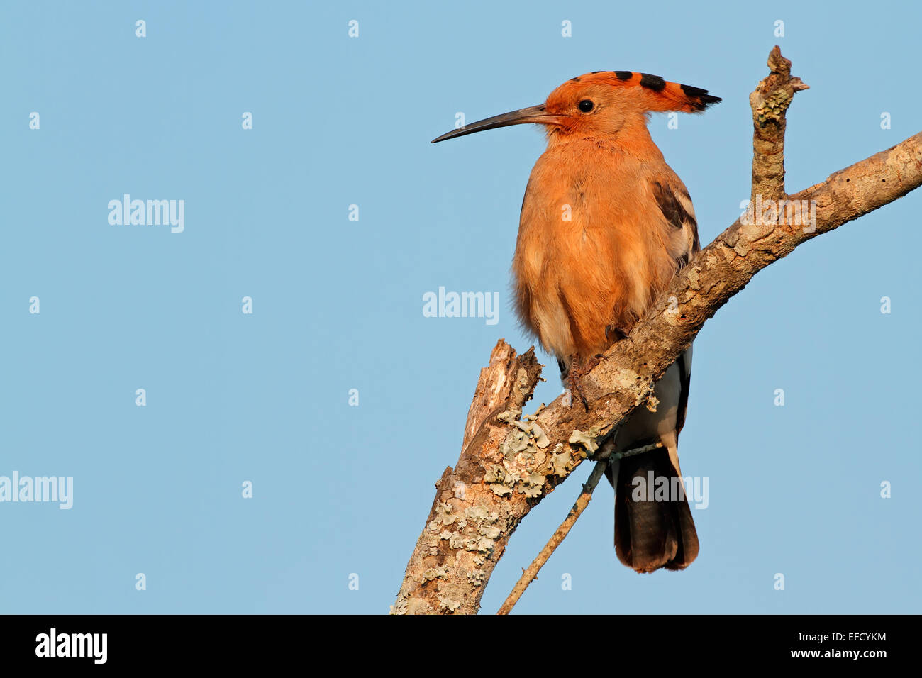 Hoopoe bird hi-res stock photography and images - Alamy