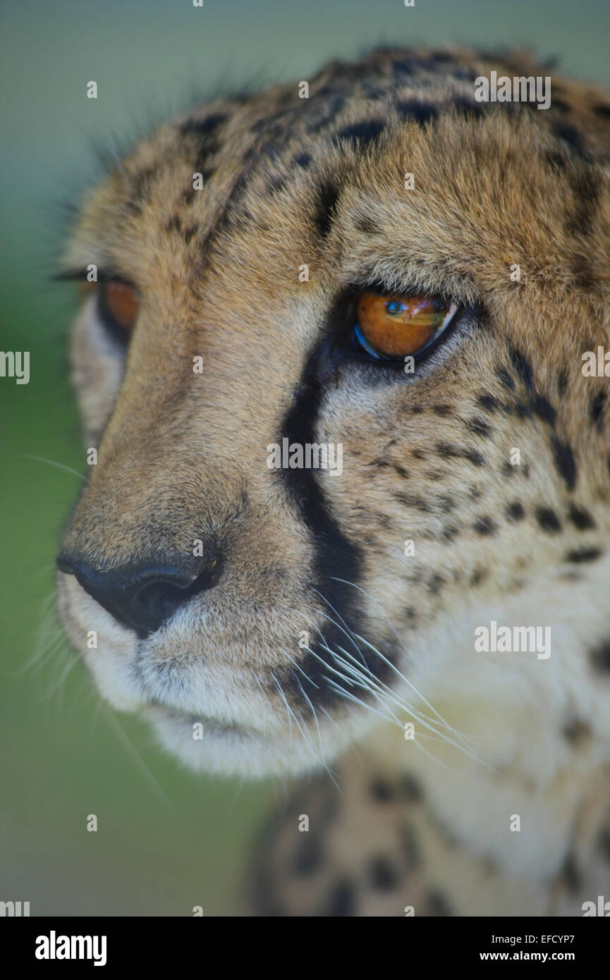 Close up shot of the head of a cheetah Stock Photo - Alamy