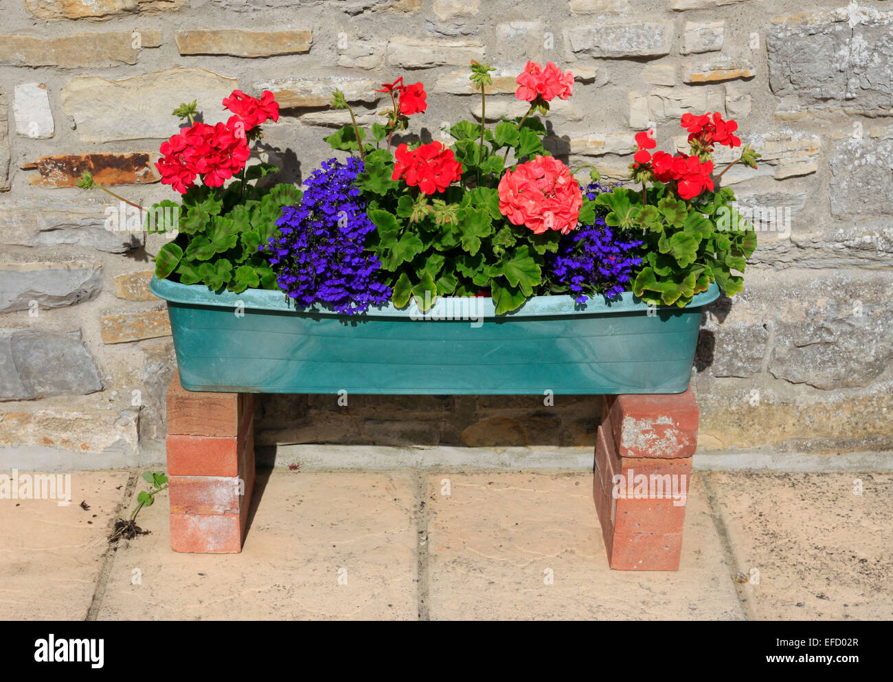 Beautiful Geraniums in a flower trough Stock Photo - Alamy