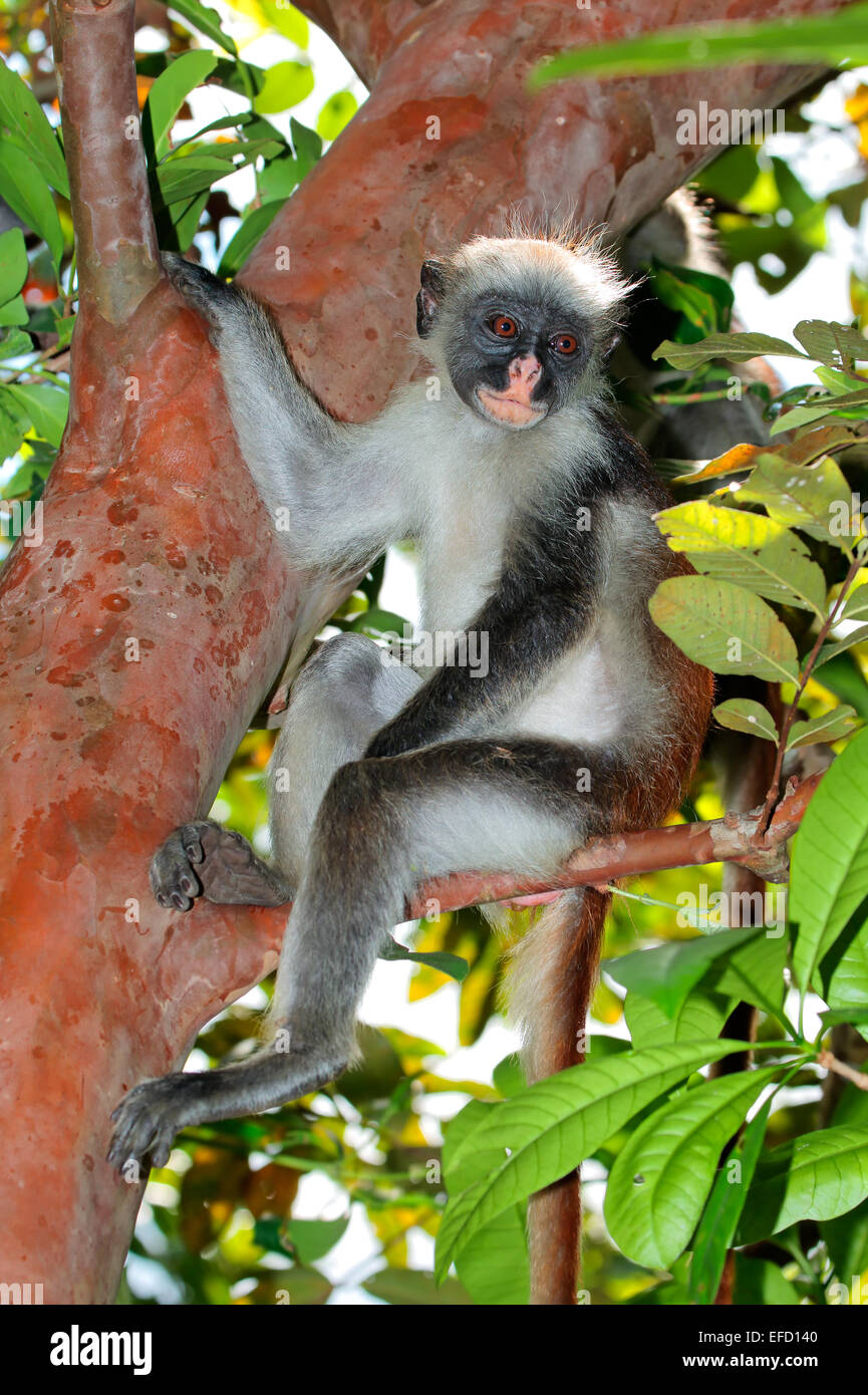 Endangered Zanzibar red colobus monkey (Procolobus kirkii), Jozani ...