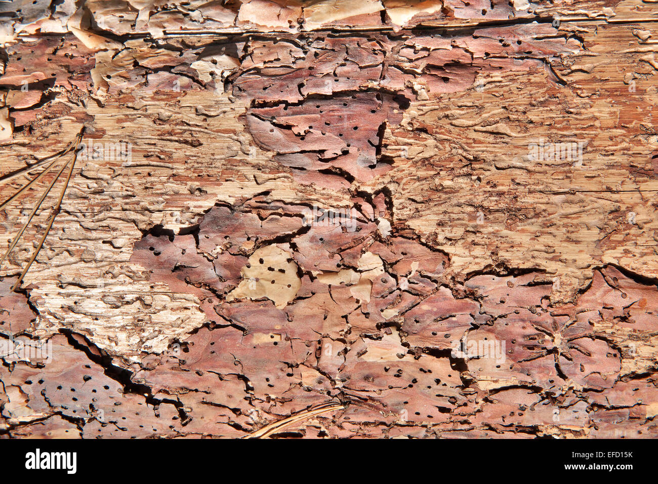 Old log wood texture - cracked and peeling bark remains Stock Photo - Alamy