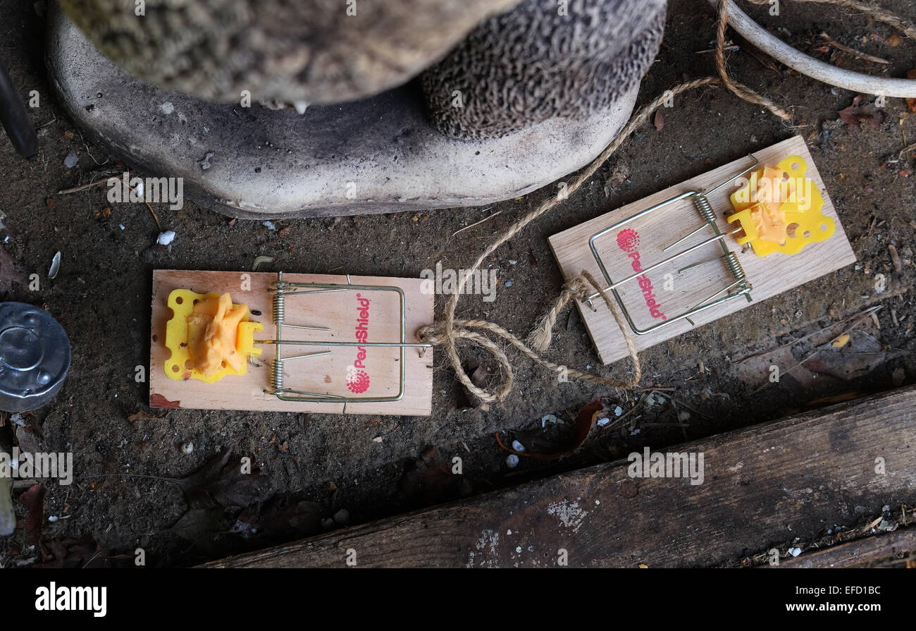 Mouse traps set with cheese bait Stock Photo - Alamy