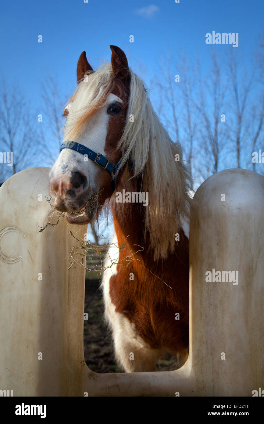 Blackpool, Lancashire, 31st January, 2015. World Horse Welfare's Penny ...