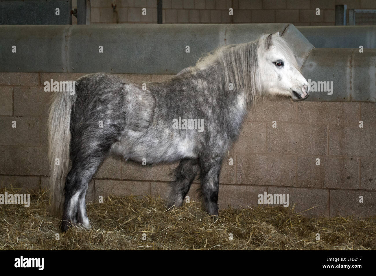 Blackpool, Lancashire, 31st January, 2015. World Horse Welfare's Penny ...