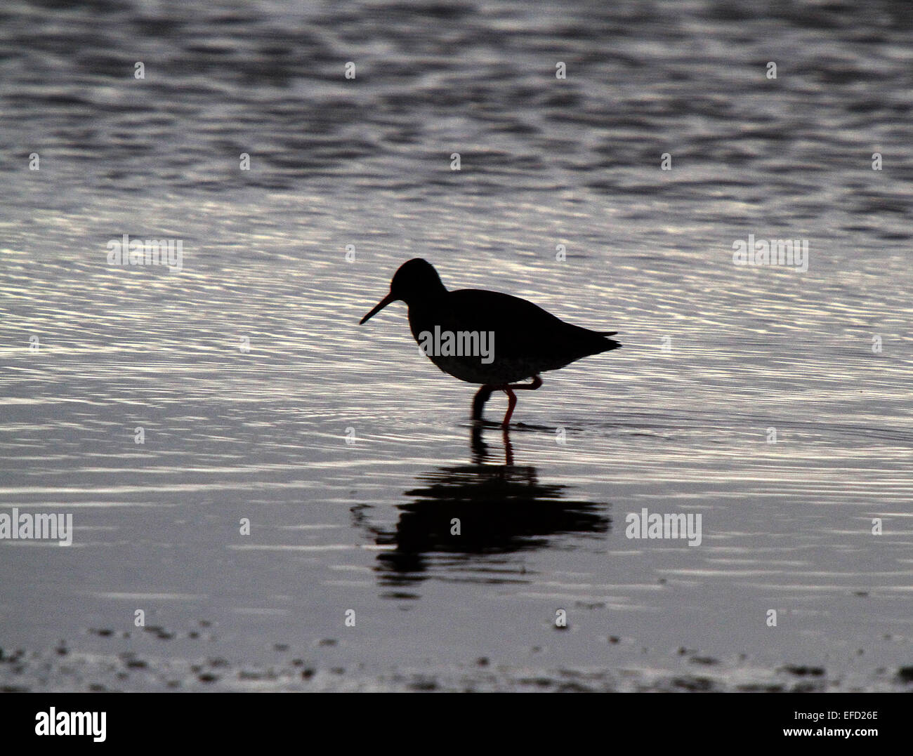 Redshank in shallow muddy water Stock Photo - Alamy