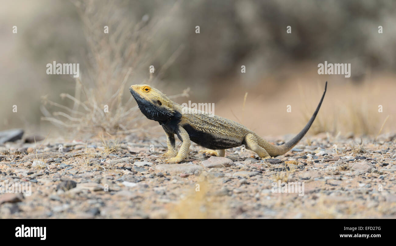 Pogona australia hi-res stock photography and images - Alamy