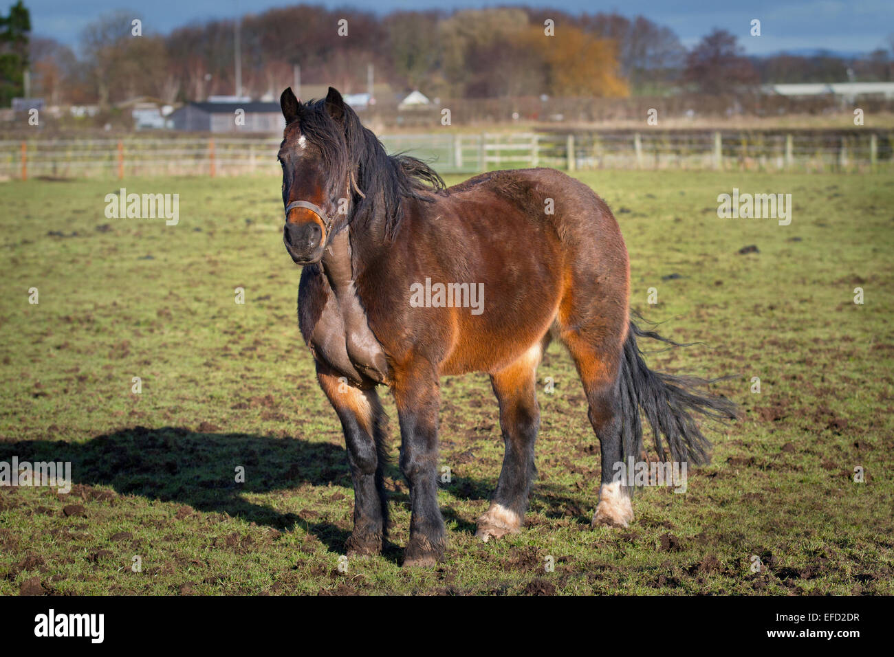 World Horse Welfare Uk High Resolution Stock Photography and Images - Alamy