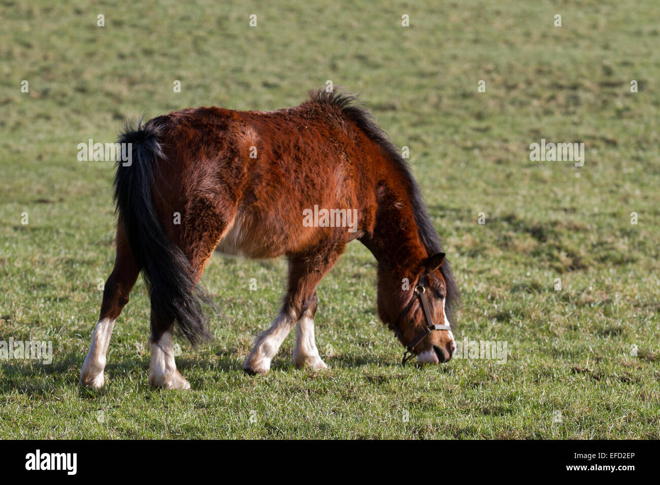 Blackpool, Lancashire, 31st January, 2015. World Horse Welfare's Penny ...