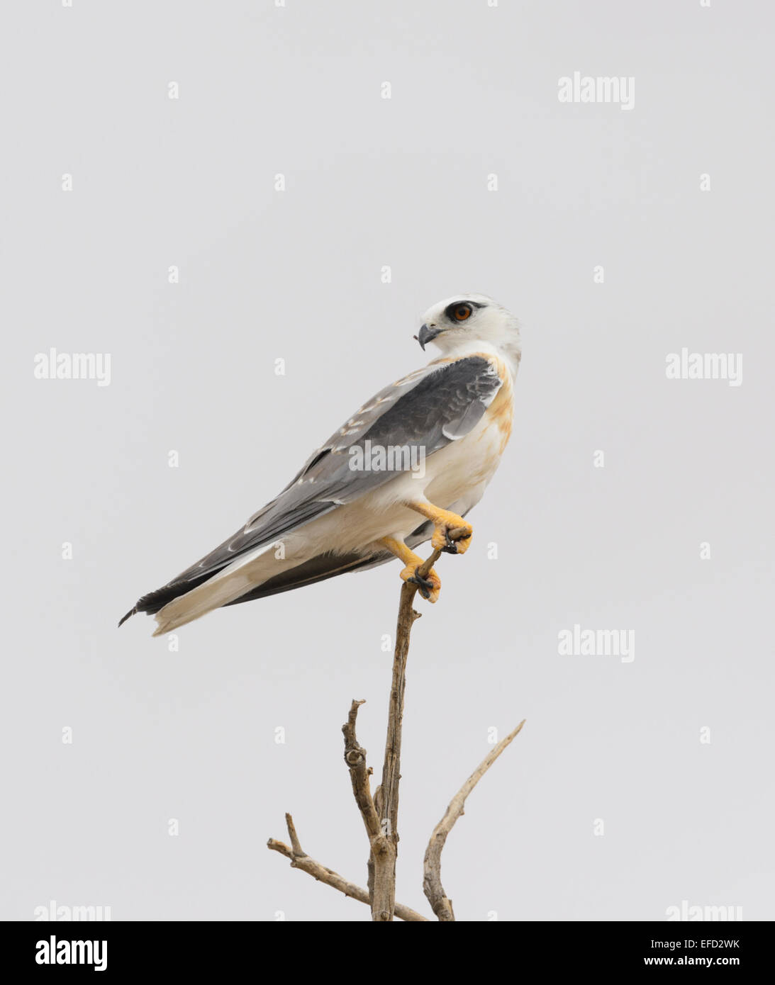 Black shouldered kites hi-res stock photography and images - Alamy