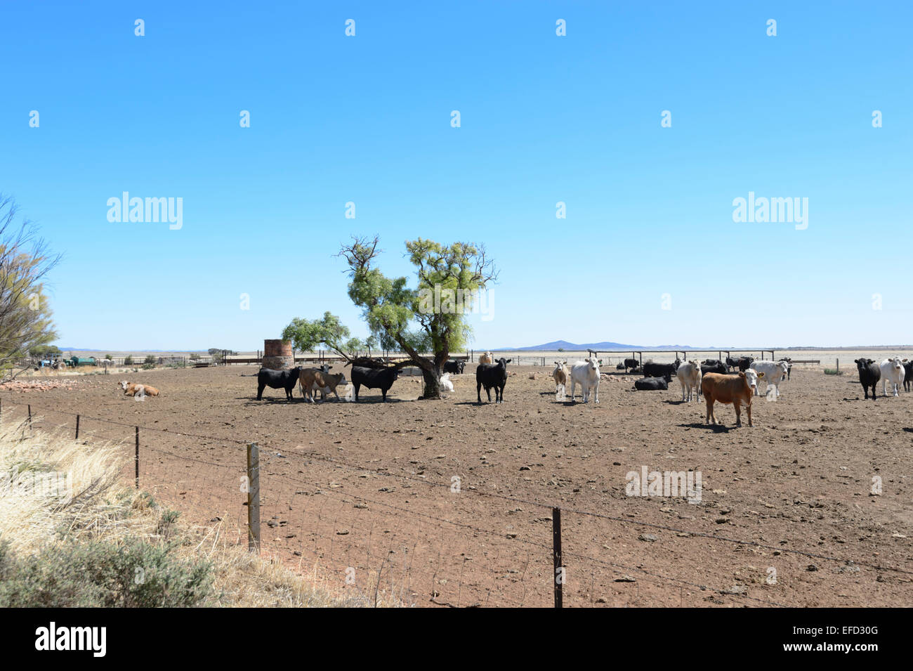 Australia Outback Cattle Stock Photos & Australia Outback Cattle Stock ...