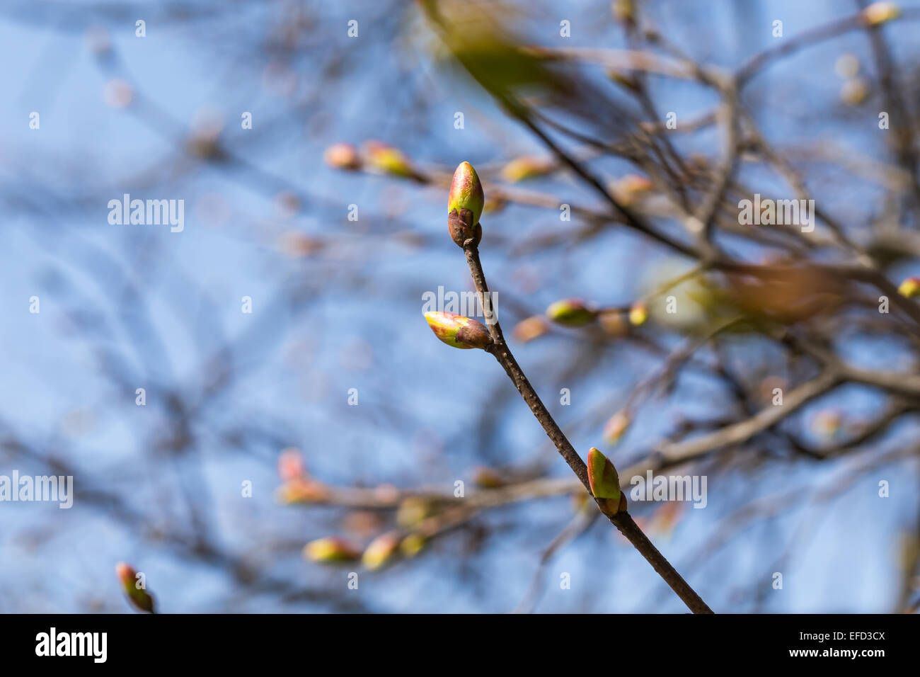 Oak leaf buds spring hi-res stock photography and images - Alamy