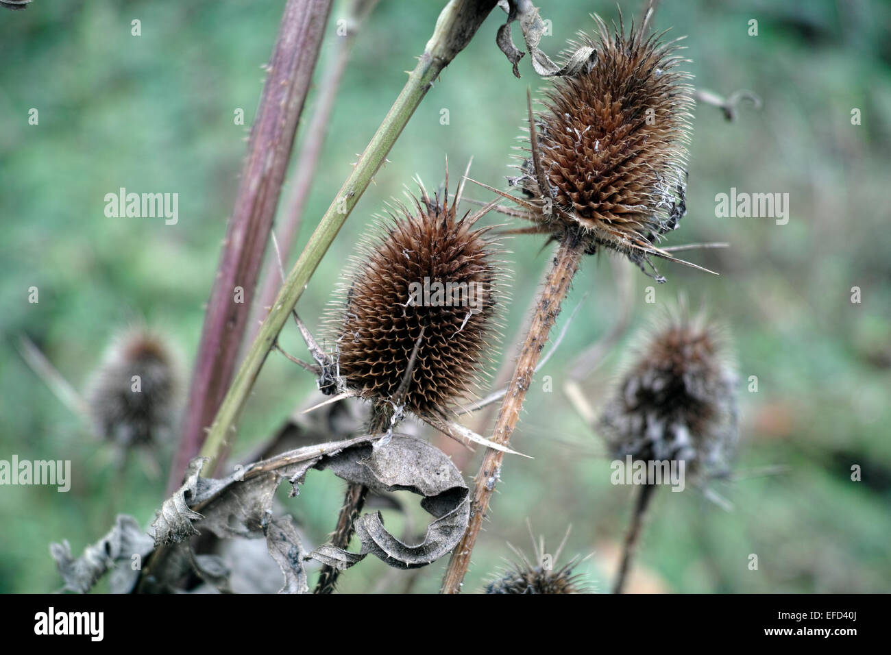 Arctium lappa - Greater burdock Stock Photo - Alamy